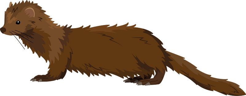 Sea mink clipart. Free download transparent .PNG | Creazilla