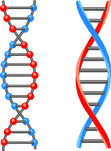 DNA - Free vector clipart images on creazilla.com