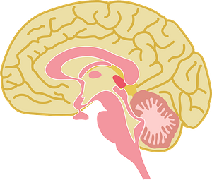 Brain Organ - Free vector clipart images on creazilla.com