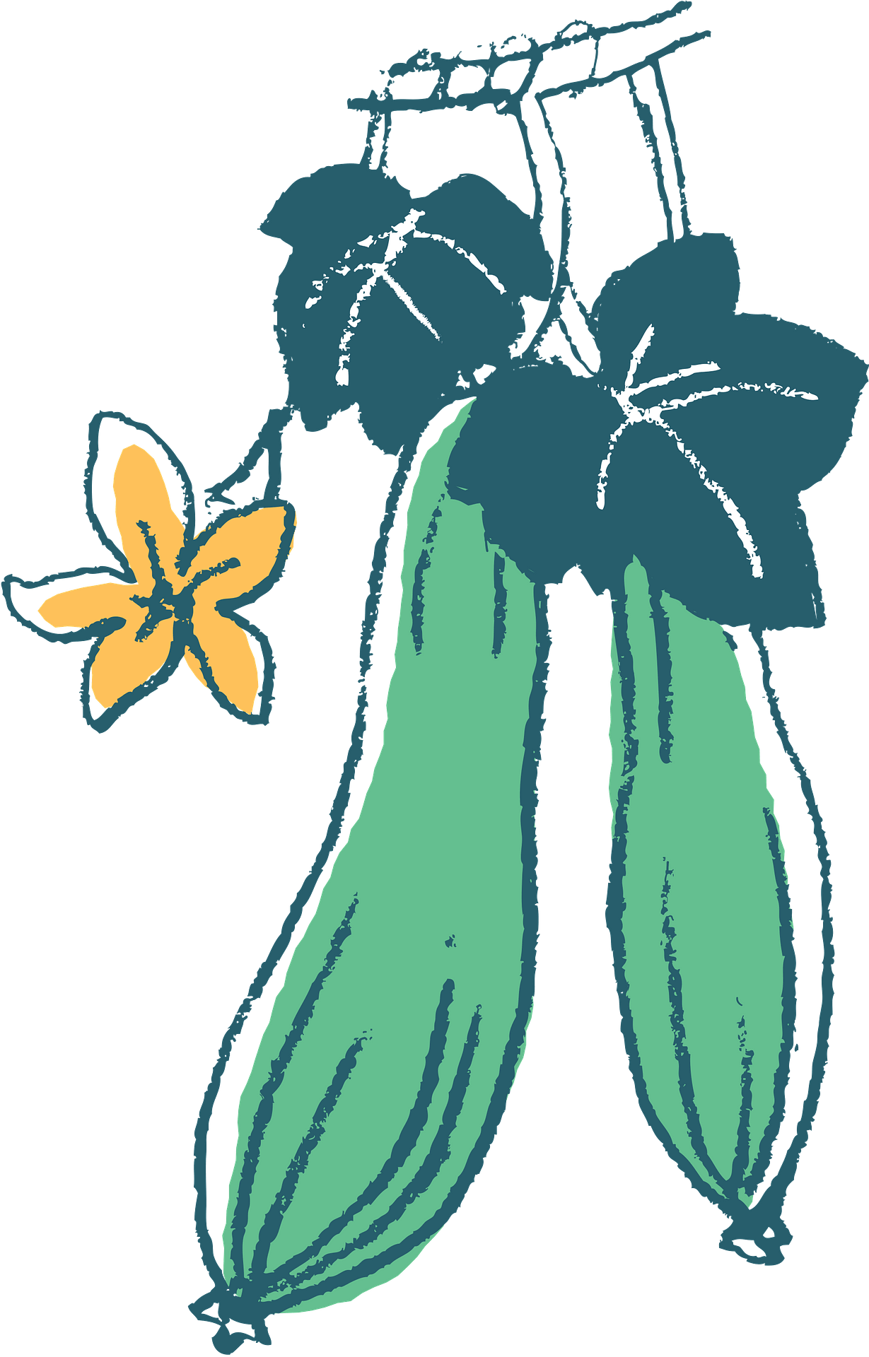 Sponge Gourd Drawing