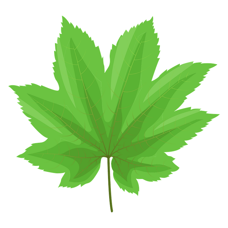 Vine maple green leaf clipart. Free download transparent .PNG | Creazilla