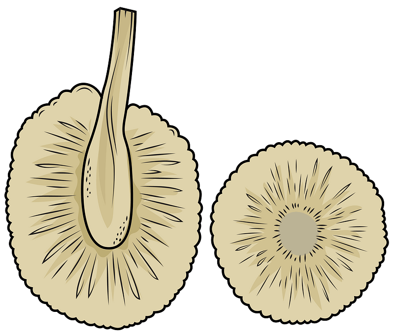 Sliced Breadfruit - Free vector clipart images on creazilla.com