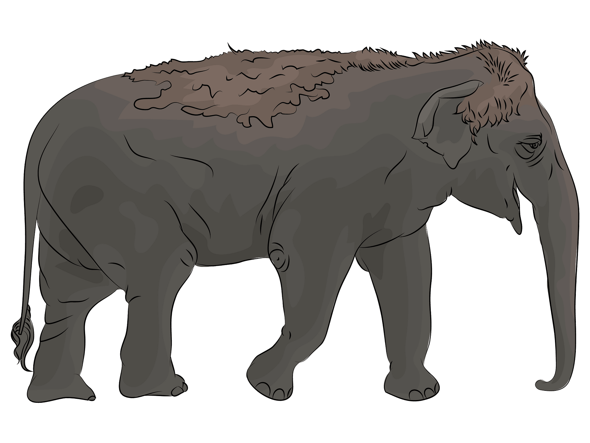 Indian Elephant Clipart