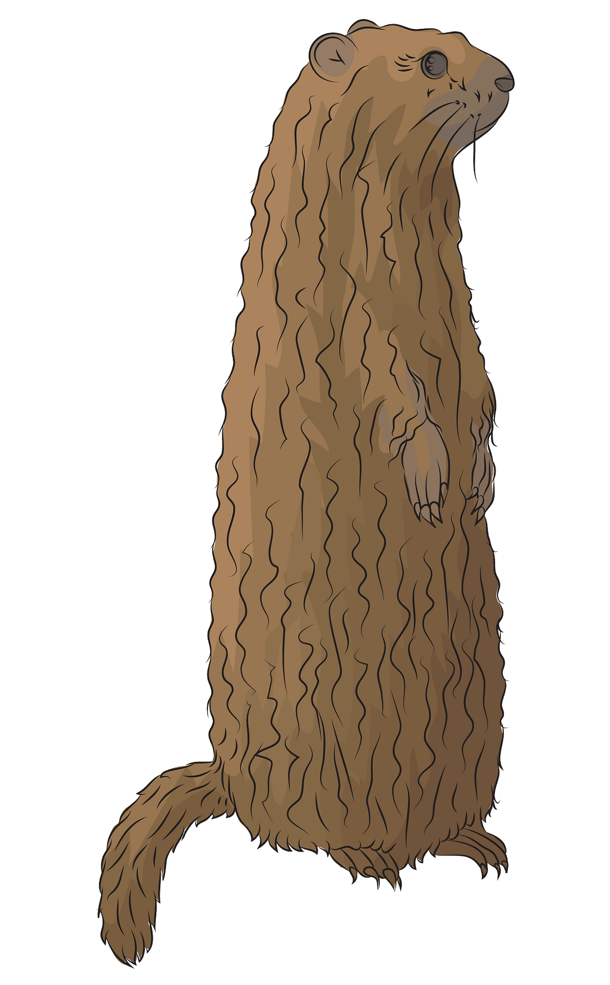 Sleeping Groundhog Clipart