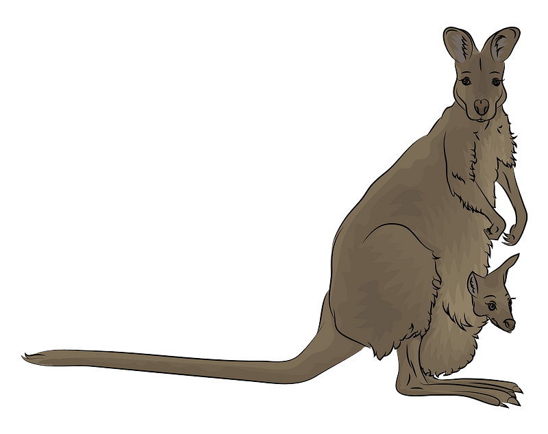 Red-necked wallaby clipart. Free download transparent .PNG | Creazilla