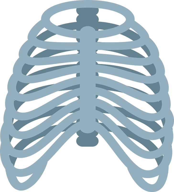 Rib cage - Free vector clipart images on creazilla.com