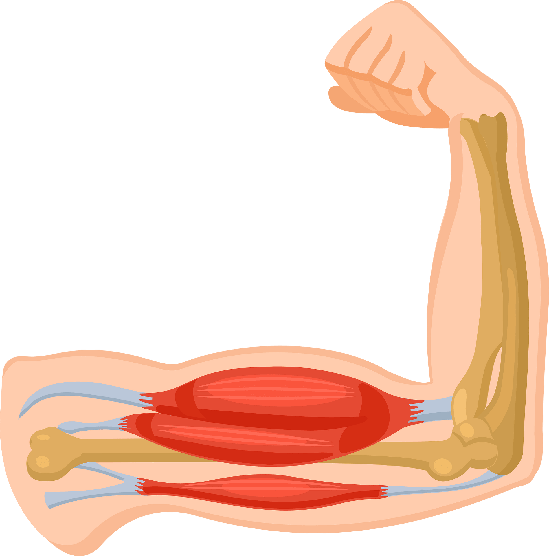 Muscular Clipart