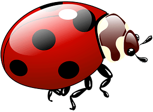 Ladybug clipart. Free download transparent .PNG | Creazilla