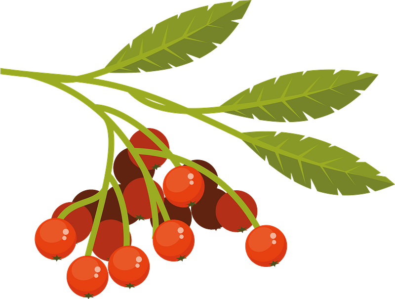 Berry Bush Clipart