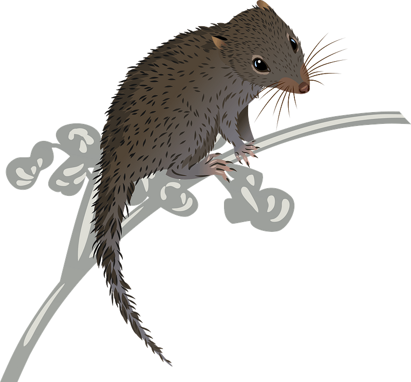 Dibbler - Free vector clipart images on creazilla.com