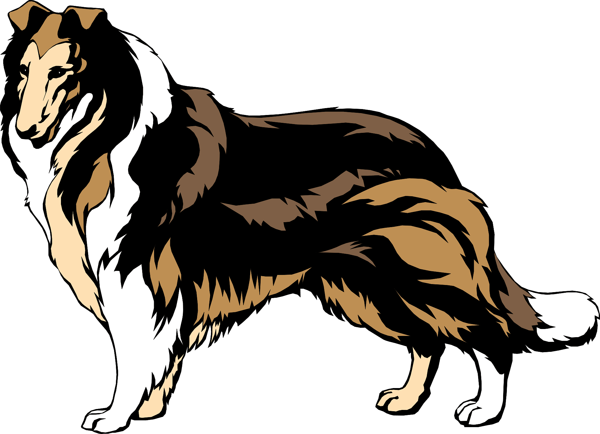 Border Collie Clipart