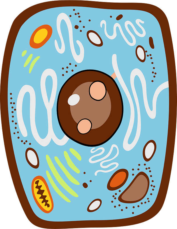 Animal cell clipart. Free download transparent .PNG | Creazilla