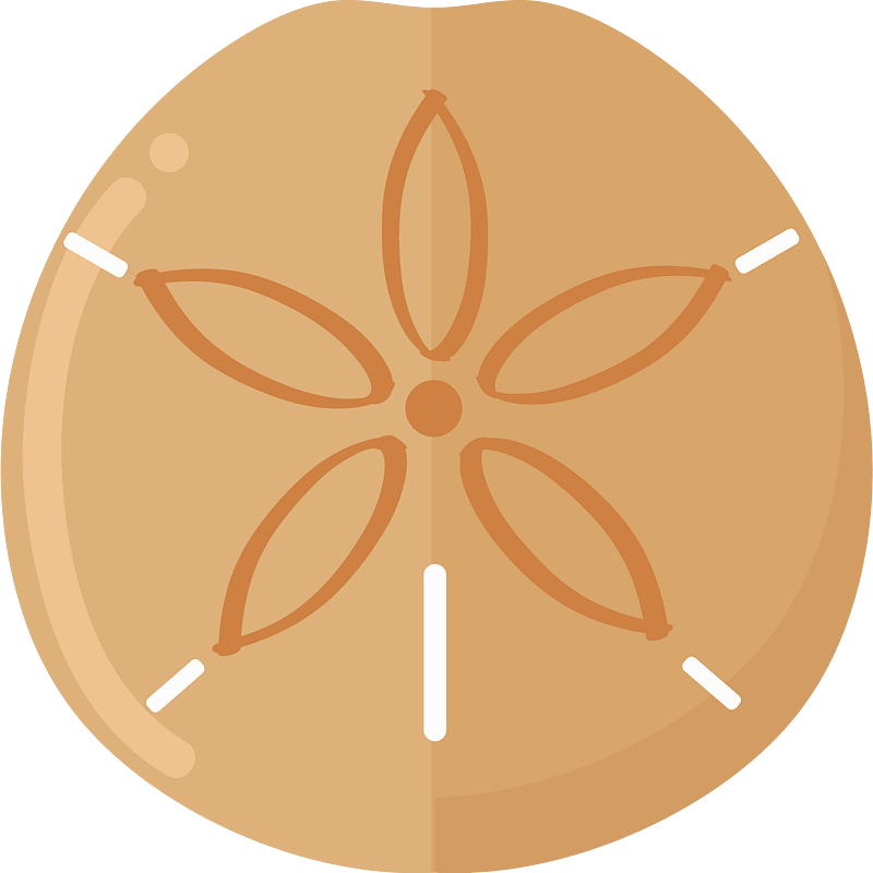 Sand dollar clipart. Free download transparent .PNG | Creazilla