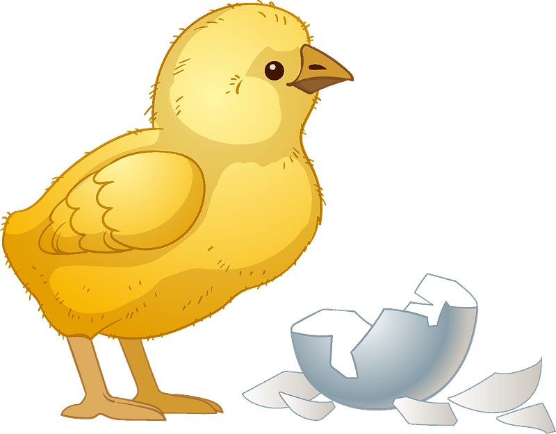 Chick clipart. Free download transparent .PNG | Creazilla