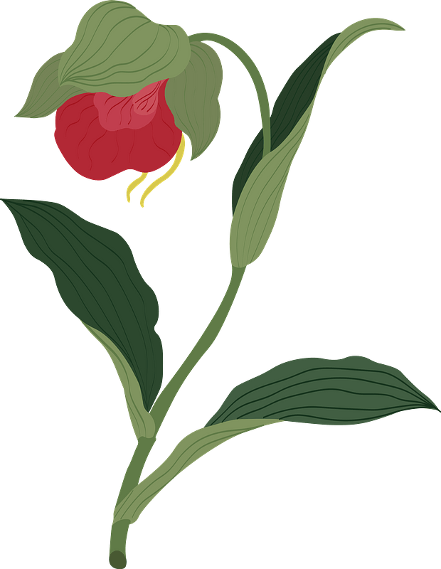 Red flower - Free vector clipart images on creazilla.com