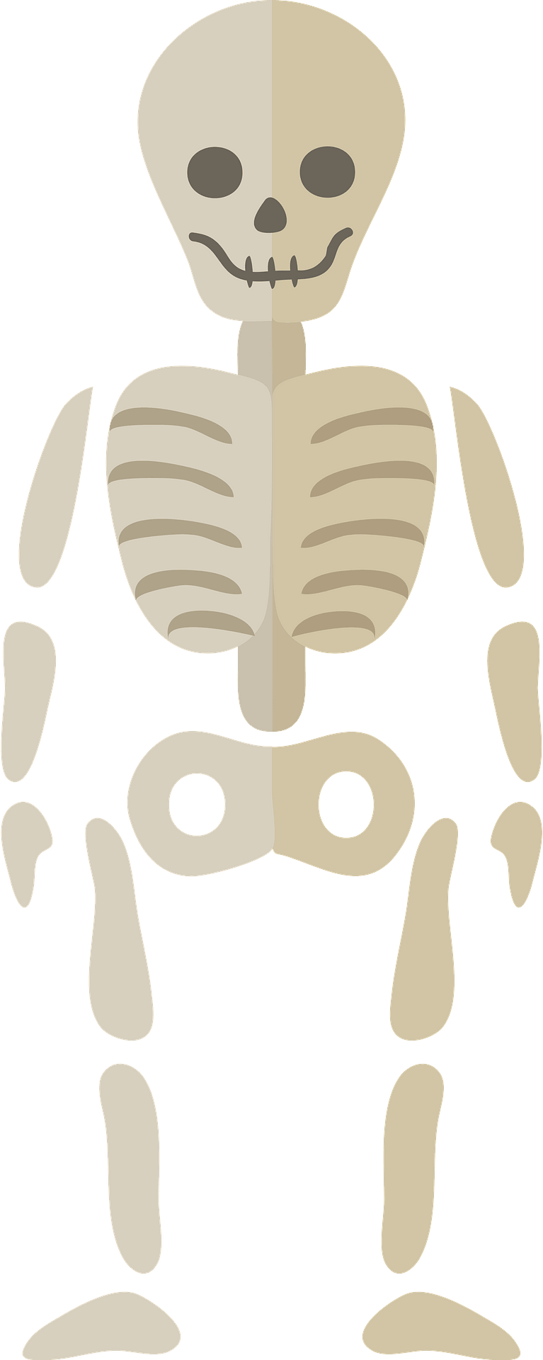 Clipart Of The Skeletal System