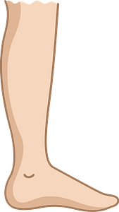 Leg - Free vector clipart images on creazilla.com