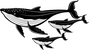 Whales in the sea - Free vector clipart images on creazilla.com