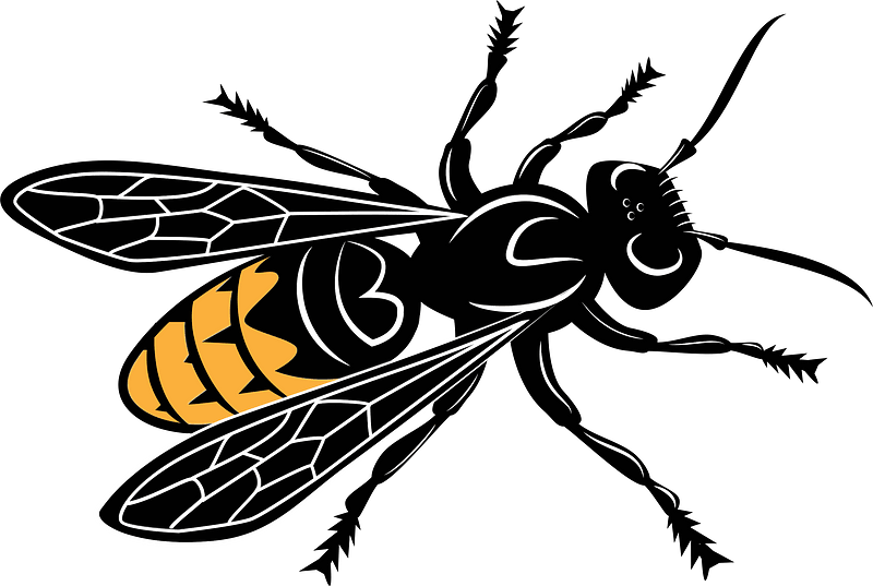 Wasp insect clip art clipart. Free download transparent .PNG | Creazilla