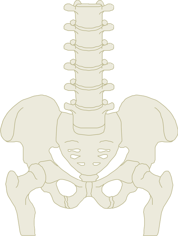 Pelvis Bone clipart. Free download transparent .PNG | Creazilla
