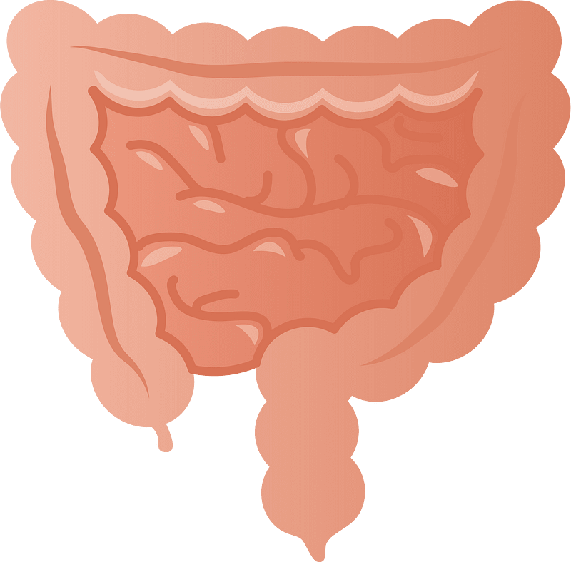 Intestine Organ clipart. Free download transparent .PNG | Creazilla