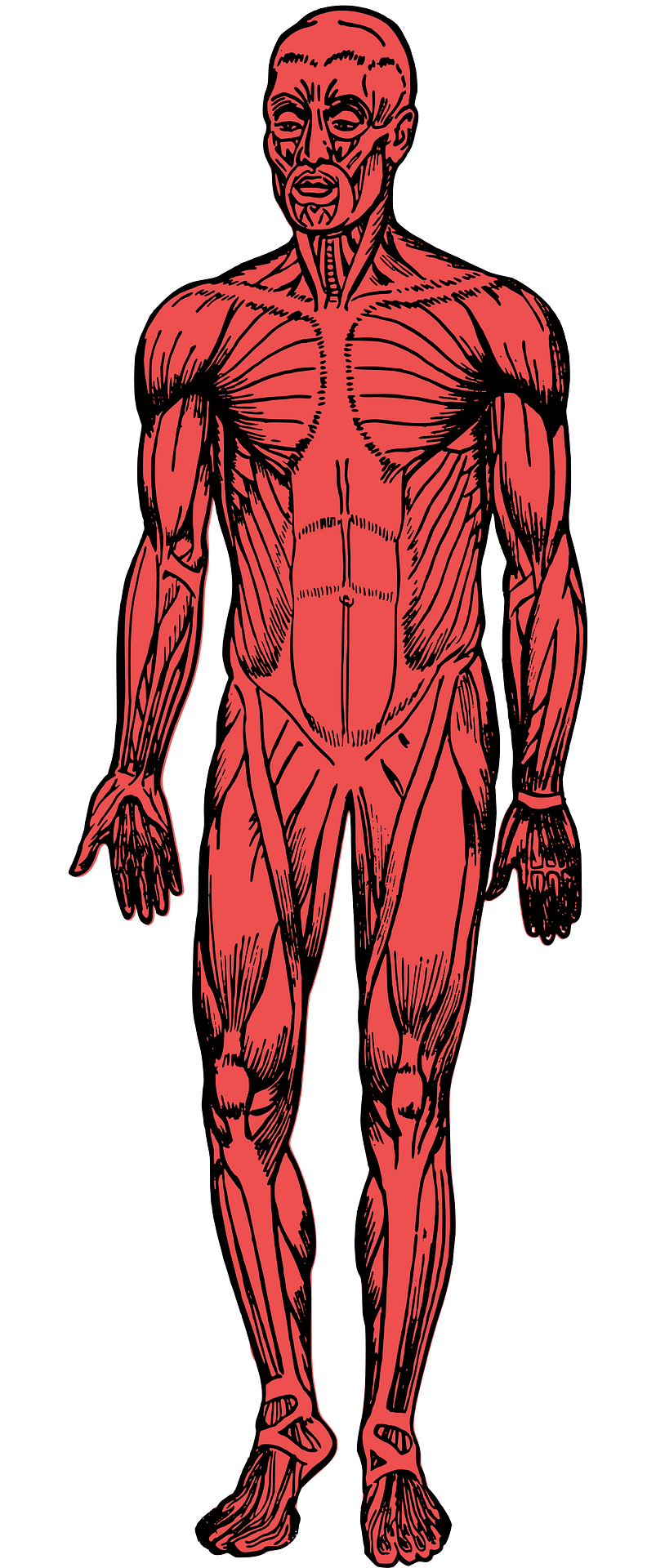 Human Body Muscles Clipart