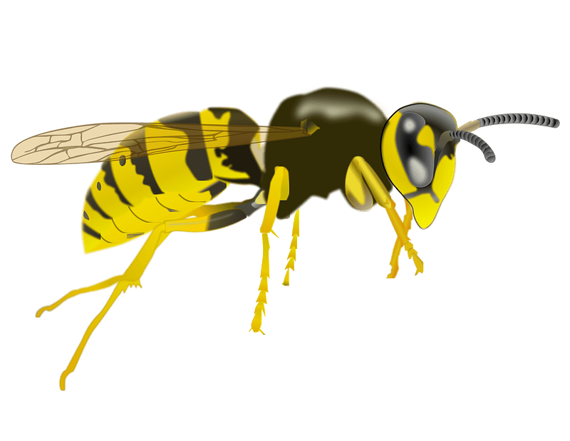 Yellow Jacket - Free vector clipart images on creazilla.com