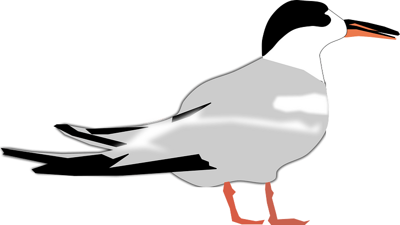 Tern clipart. Free download transparent .PNG | Creazilla