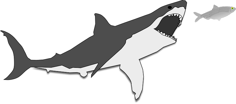 Hungry Shark clipart. Free download transparent .PNG | Creazilla