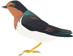 Barn swallow clipart. Free download transparent .PNG | Creazilla