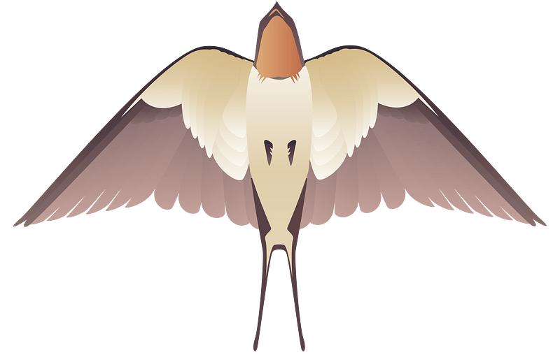 Barn swallow clipart. Free download transparent .PNG | Creazilla