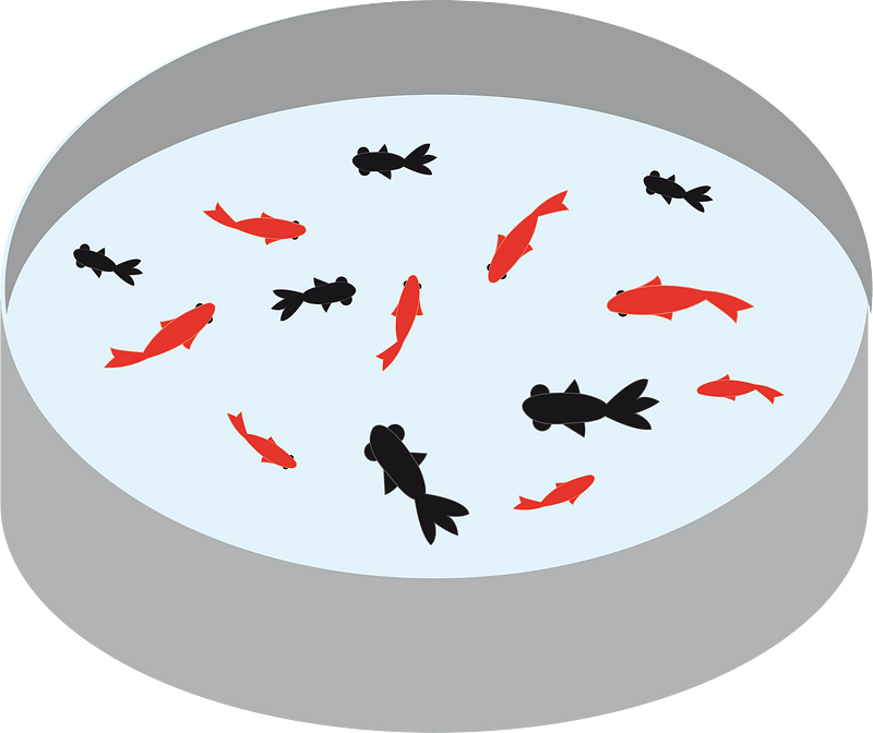 Fish pool clipart. Free download transparent .PNG | Creazilla