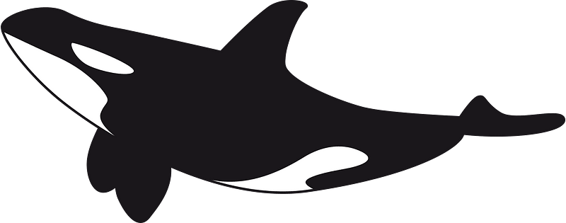 Killer whale - Free vector clipart images on creazilla.com