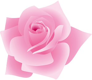 Rose - Free vector clipart images on creazilla.com
