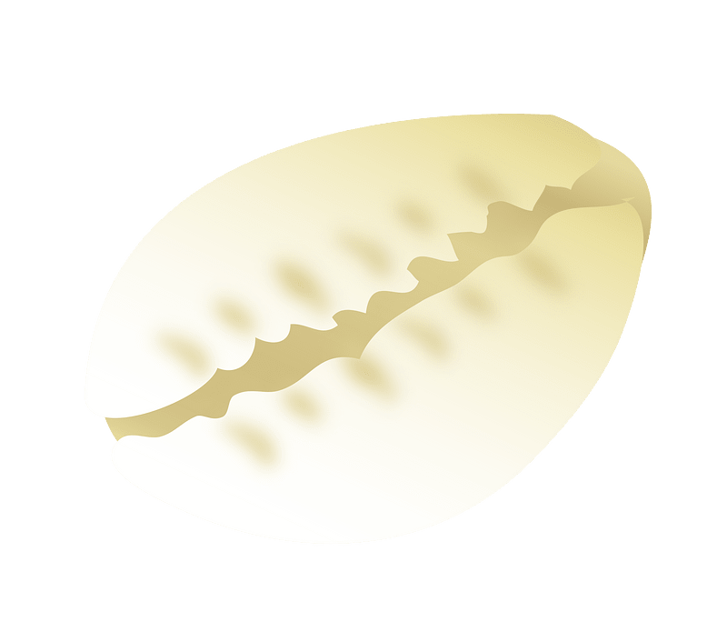 Shell clipart. Free download transparent .PNG | Creazilla