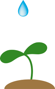 Sprout clipart. Free download transparent .PNG | Creazilla