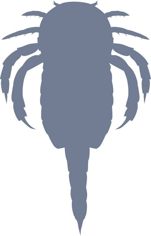 Onychopterellidae clipart. Free download transparent .PNG | Creazilla