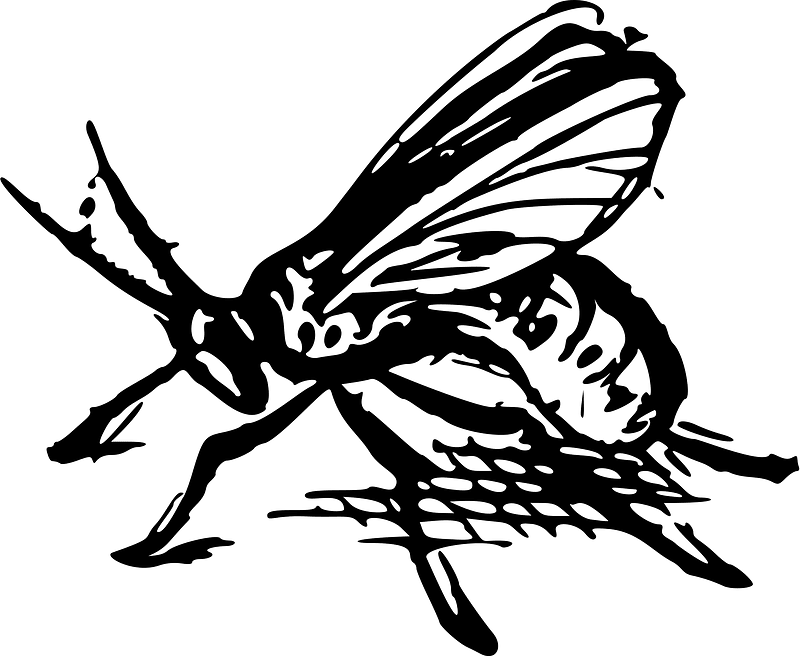 Insect clipart. Free download transparent .PNG | Creazilla