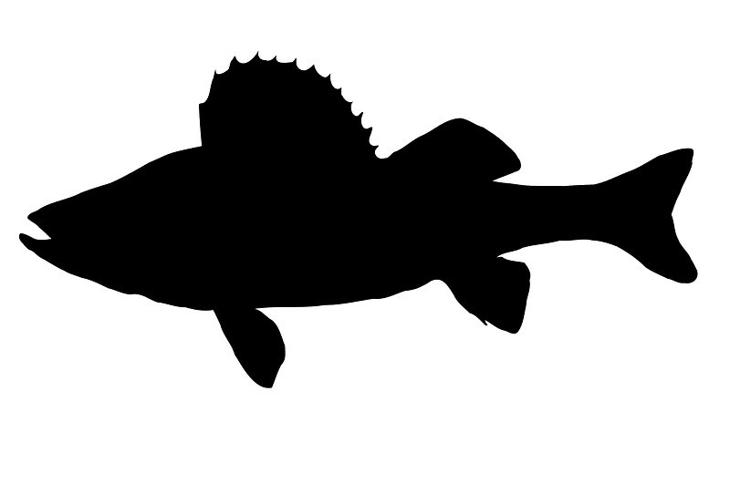 Yellow perch silhouette clipart. Free download transparent .PNG | Creazilla