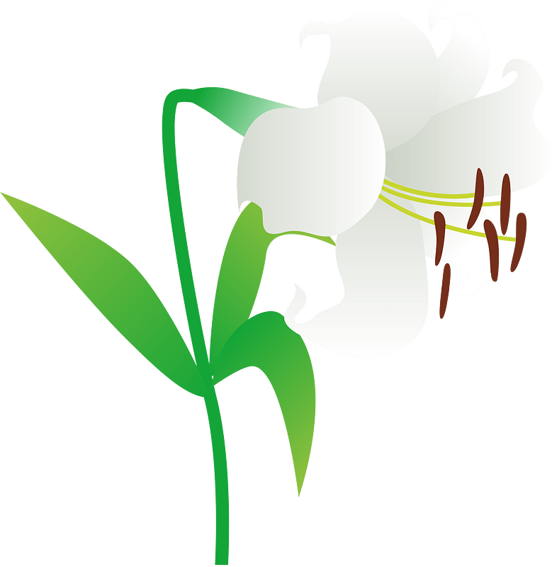 Lily flower clipart. Free download transparent .PNG | Creazilla