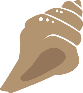 Seashell clipart. Free download transparent .PNG | Creazilla