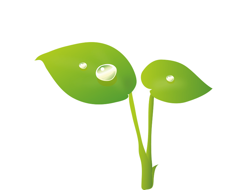 Sprout clipart. Free download transparent .PNG | Creazilla