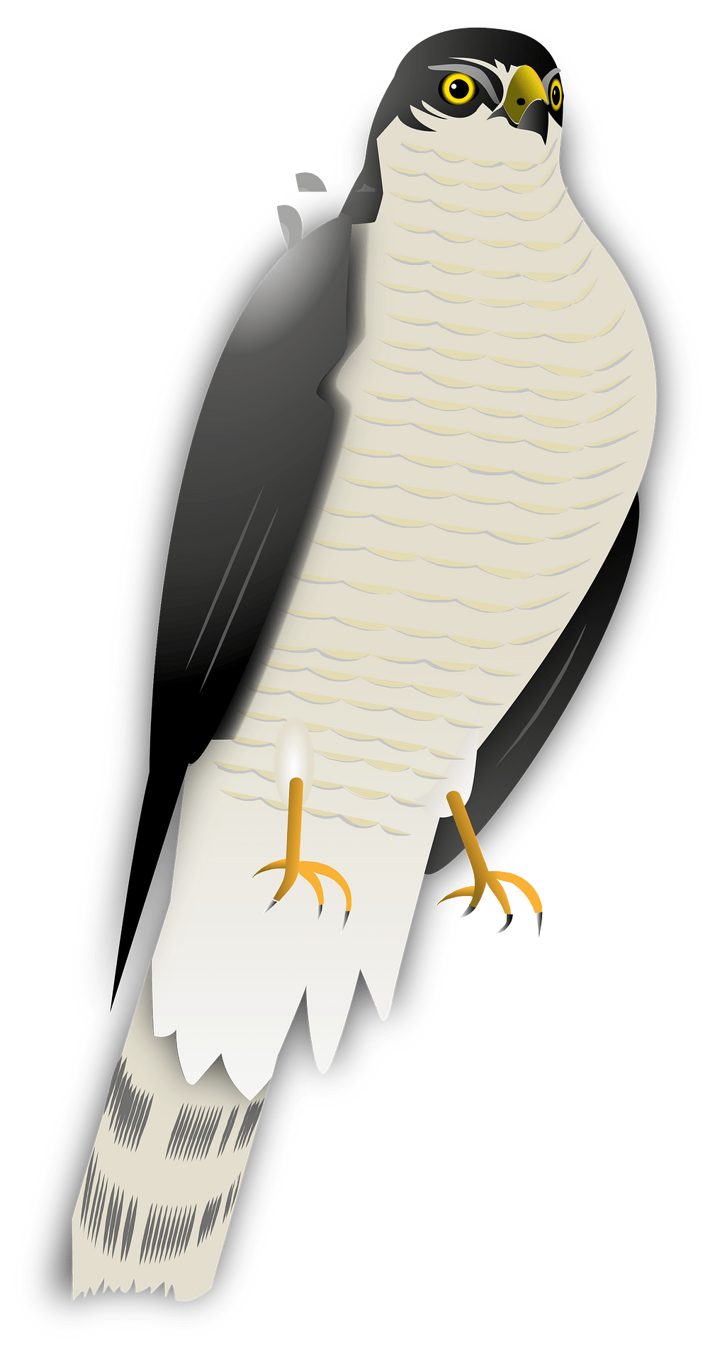 Hawk Clipart Png Images