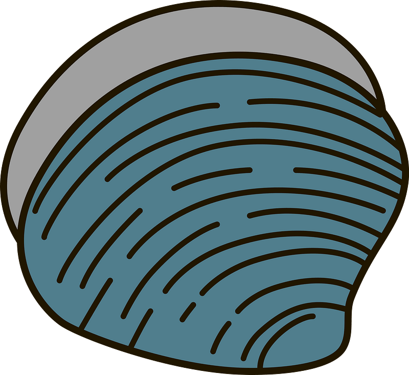 Clam Clipart Transparent Background at Albert Austin blog