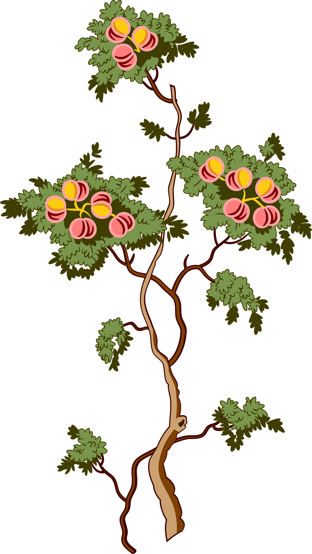 Santol Tree Clipart
