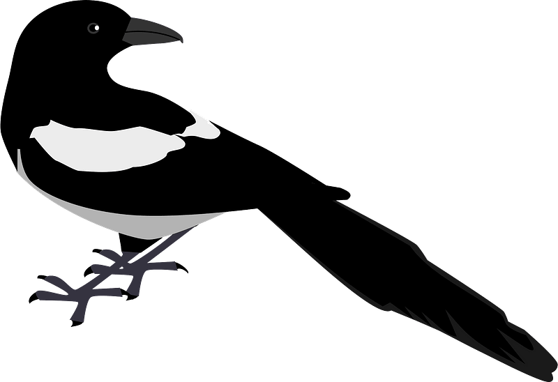 Magpie clipart. Free download transparent .PNG | Creazilla