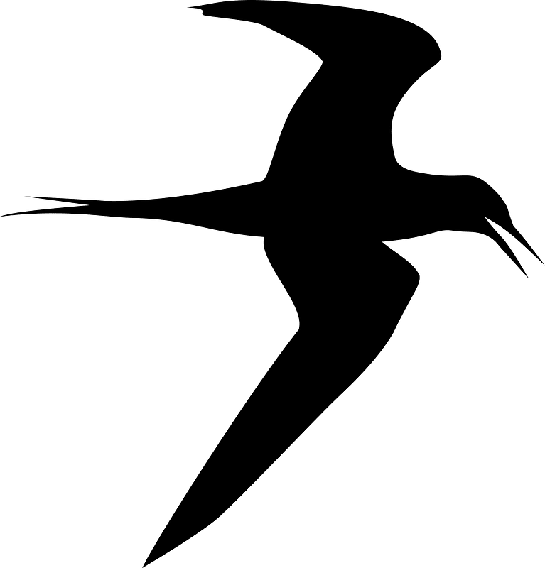 Tern icon. Free download transparent .PNG | Creazilla