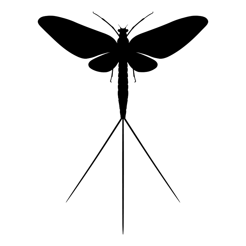Ephemeroptera icon icon. Free download transparent .PNG | Creazilla