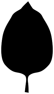 Dogwood leaf - Free vector silhouettes on creazilla.com