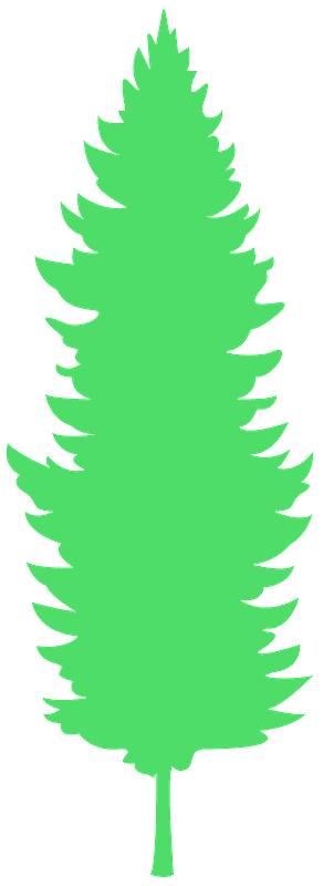 Douglas Fir Tree Clip Art